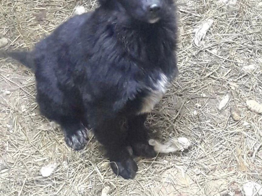 Собачкам нужна помощь