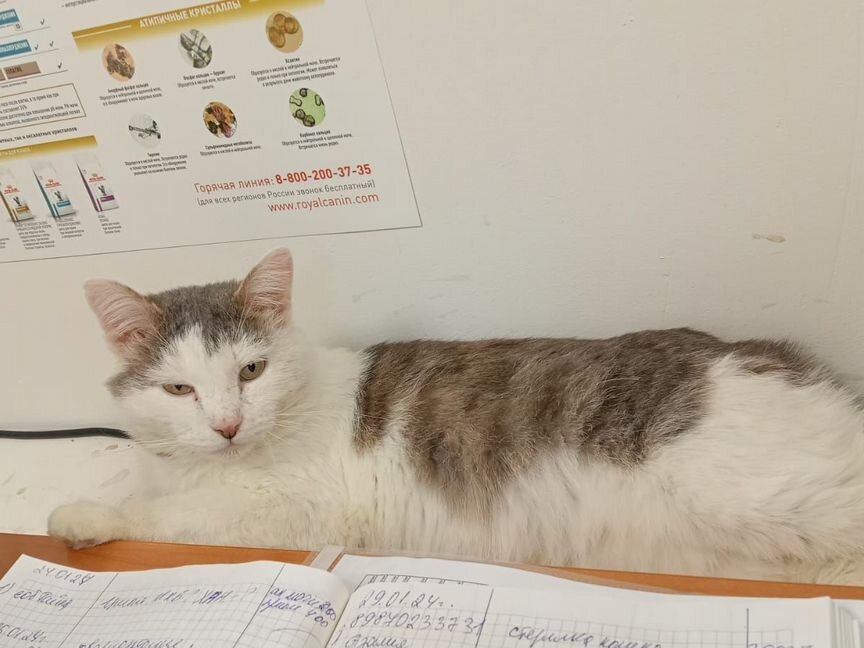 Ищем хозяев для котика