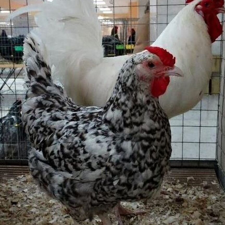 Инкубационное яйцо