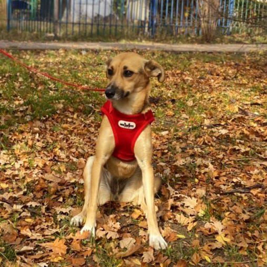 Ручная малышка Жужа