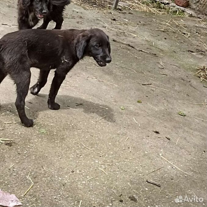 Кутята бесплатно в добрые руки