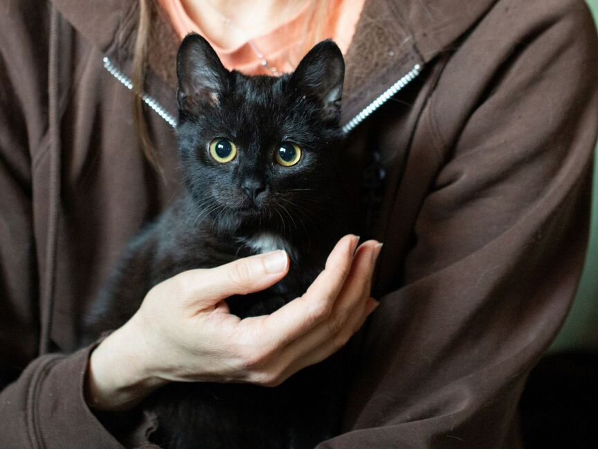 Очаровательный котёнок Лиам в самые добрые руки