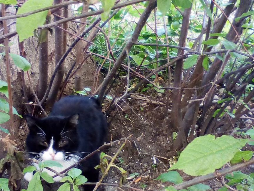 Шикарный, чёрный котик