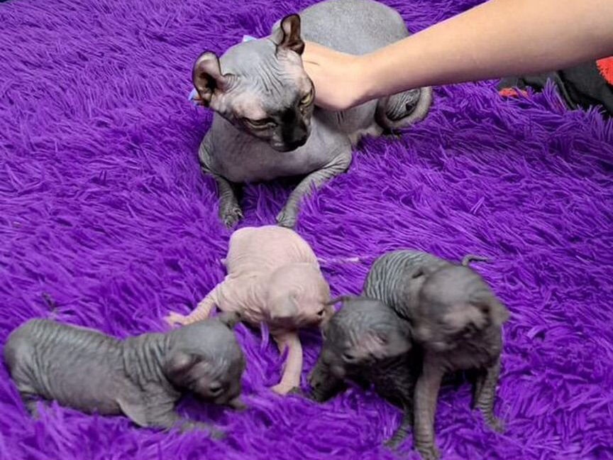 Канадский сфинкс и эльф котенок