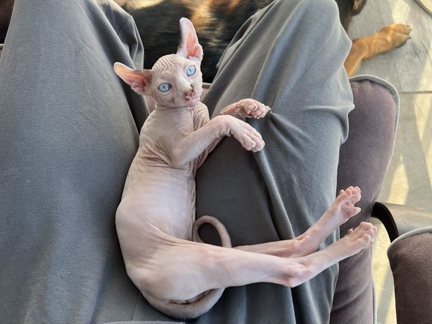 Канадский сфинкс эльф котенок