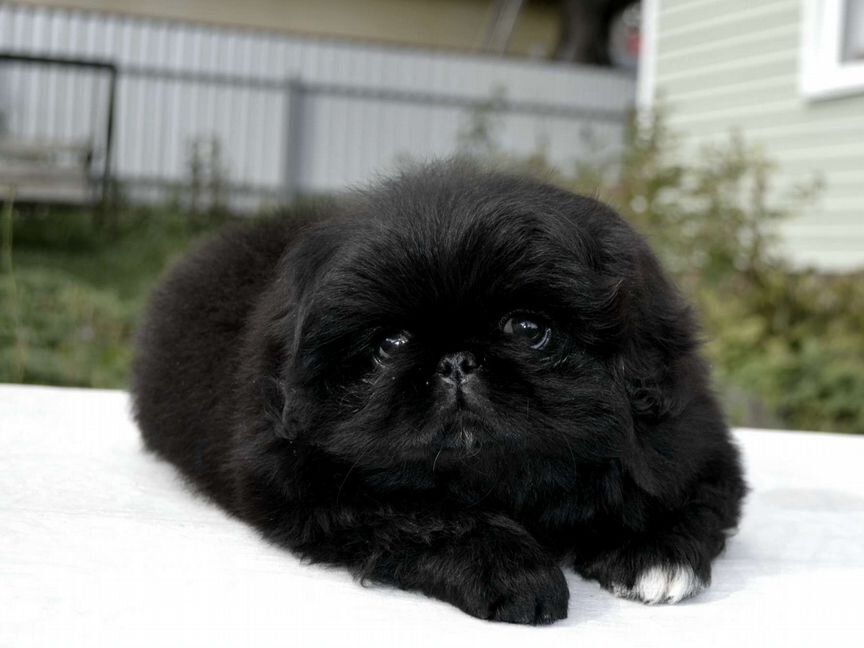 Черная жемчужина