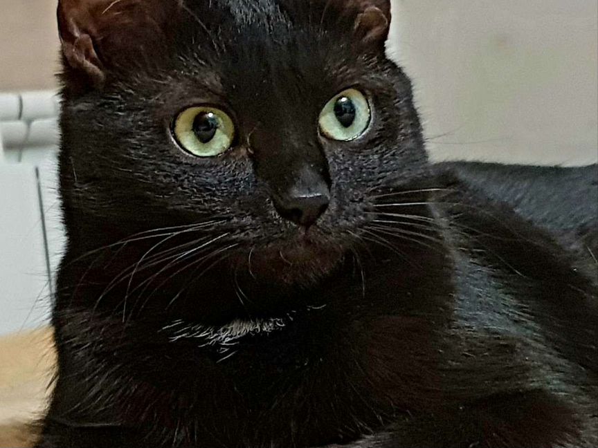 Кошечка в добрые руки