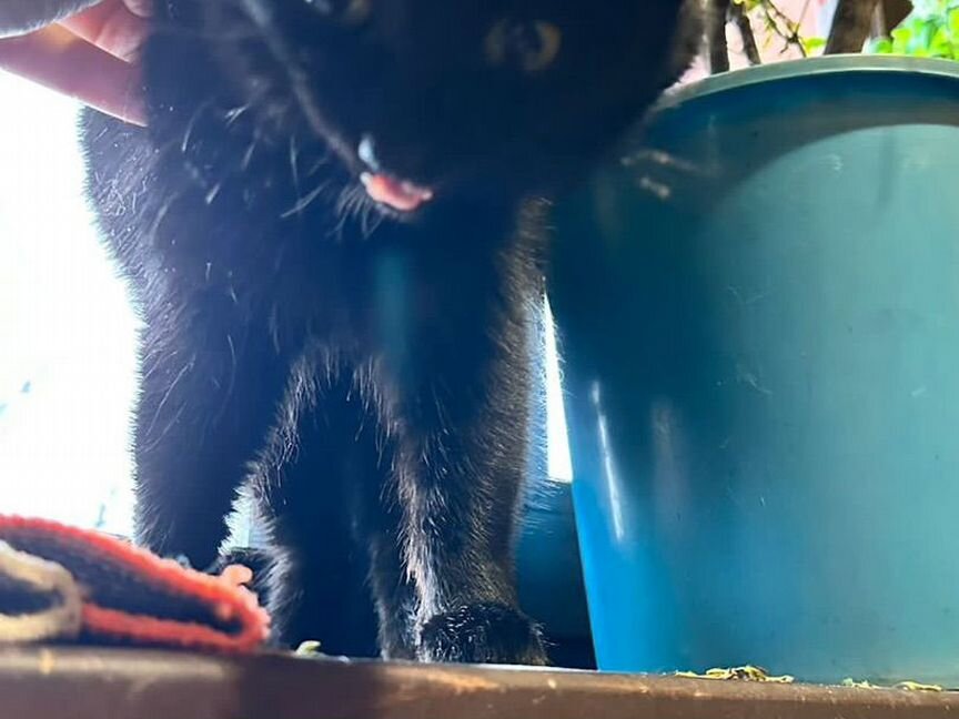 Черный котенок в добрые руки