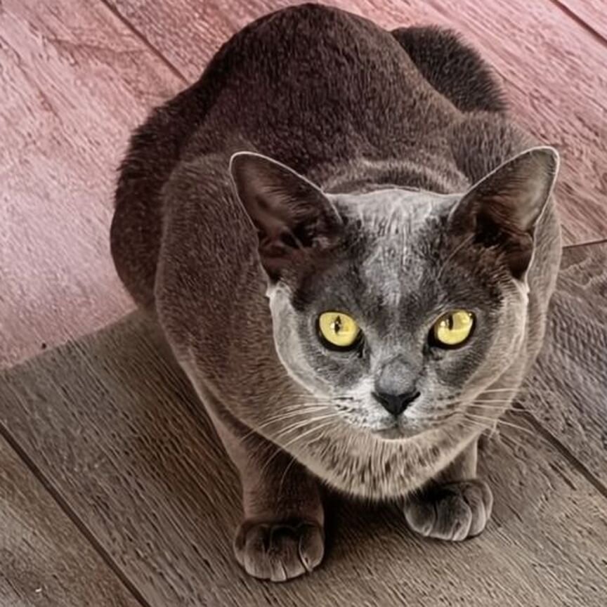 Европейская бурманская, взрослая кошка