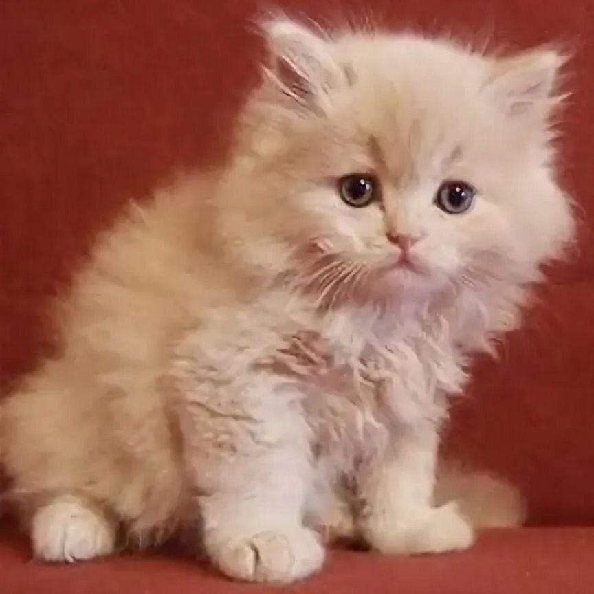 Сибирские рыжики