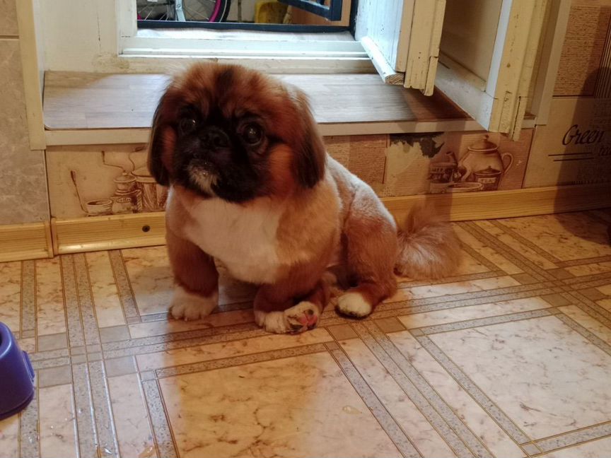 Вязка пекинес