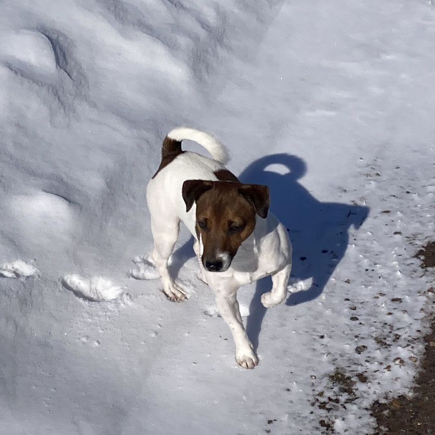 Ищем невесту