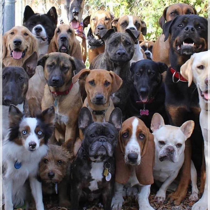 Джек-рассел-терьер, взрослая собака