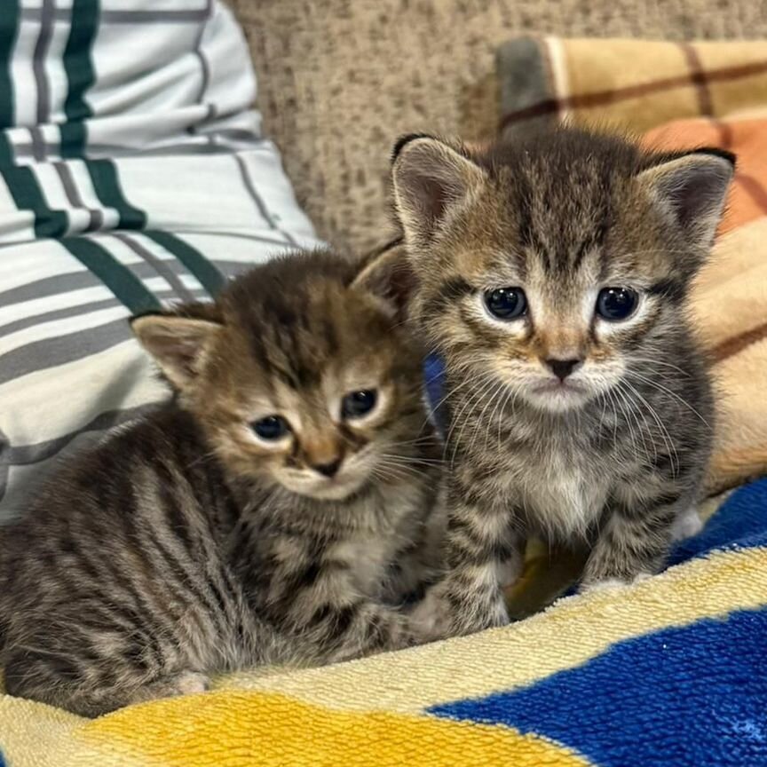 Котята в добрые руки бесплатно возраст 2,5 мес