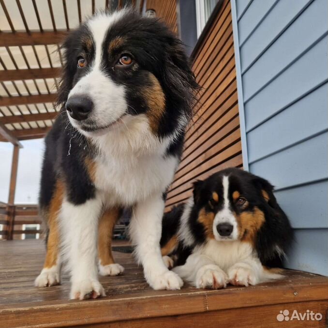 Австралийская овчарка Аусси щенки