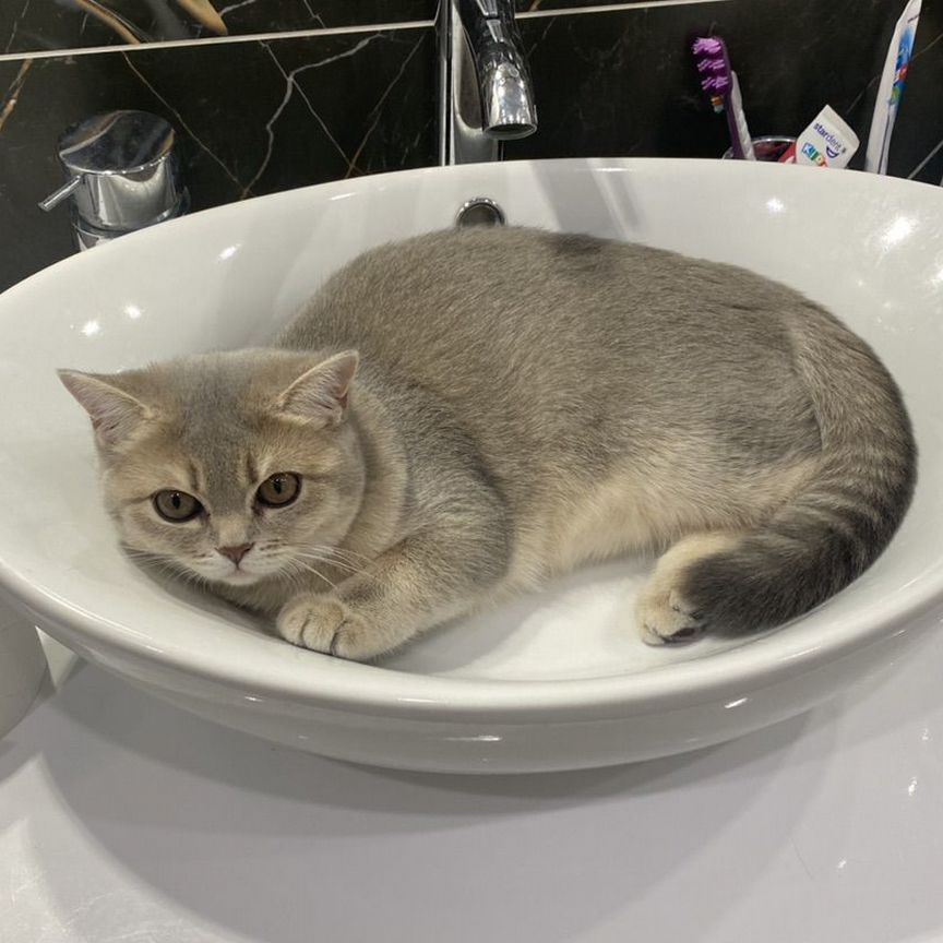 Британский короткошёрстный котёнок