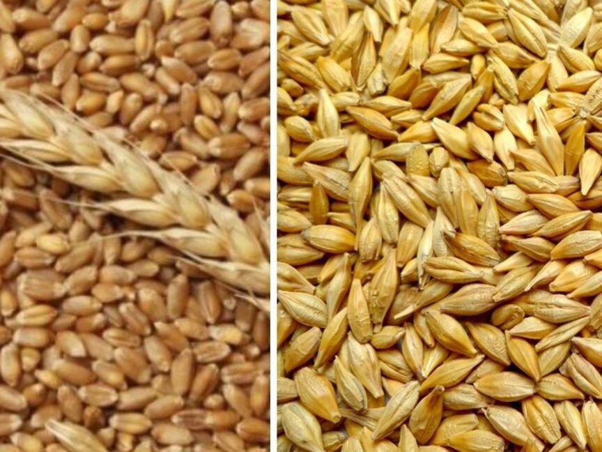 Пшеница, ячмень, подсолнечник