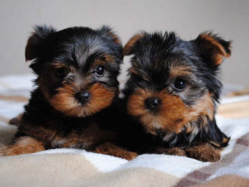 Щенки Йоркширский терьер