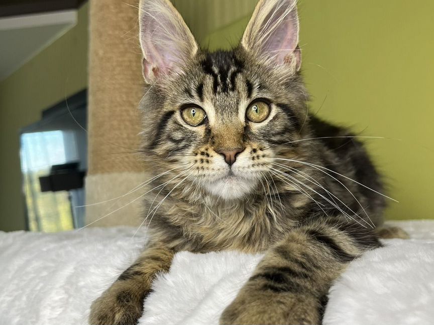 Котята мейн-кун