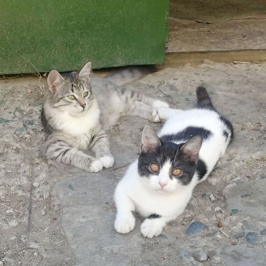 Котята и кошка в добрые руки