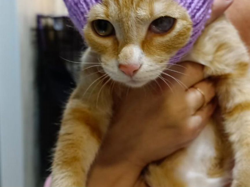 Рыжий котенок