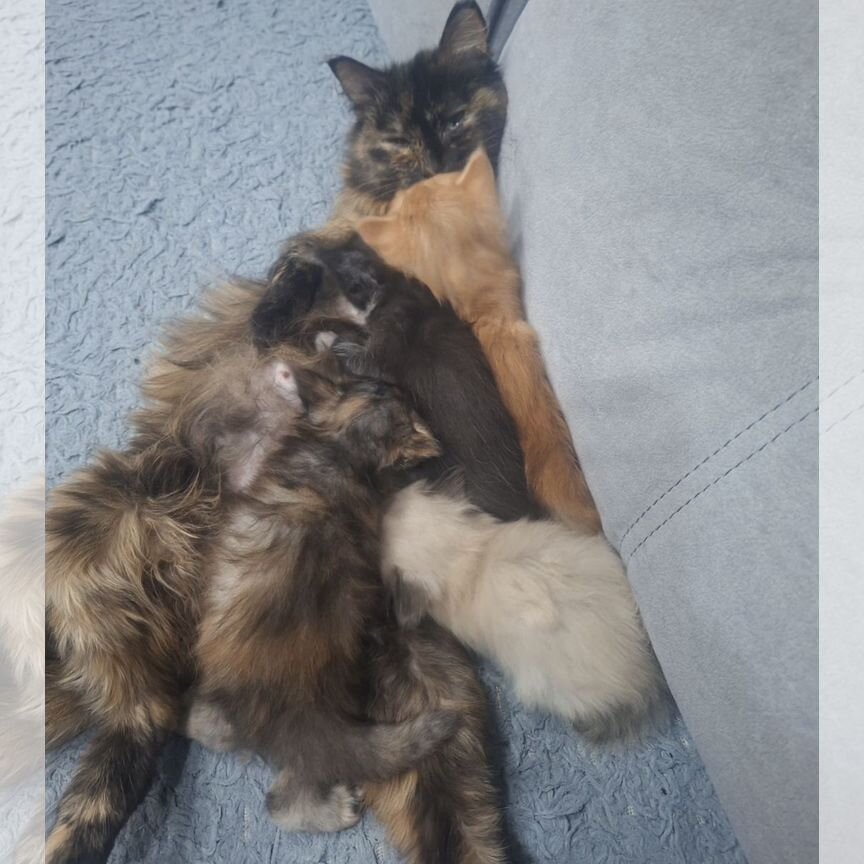 Сибирский котёнок