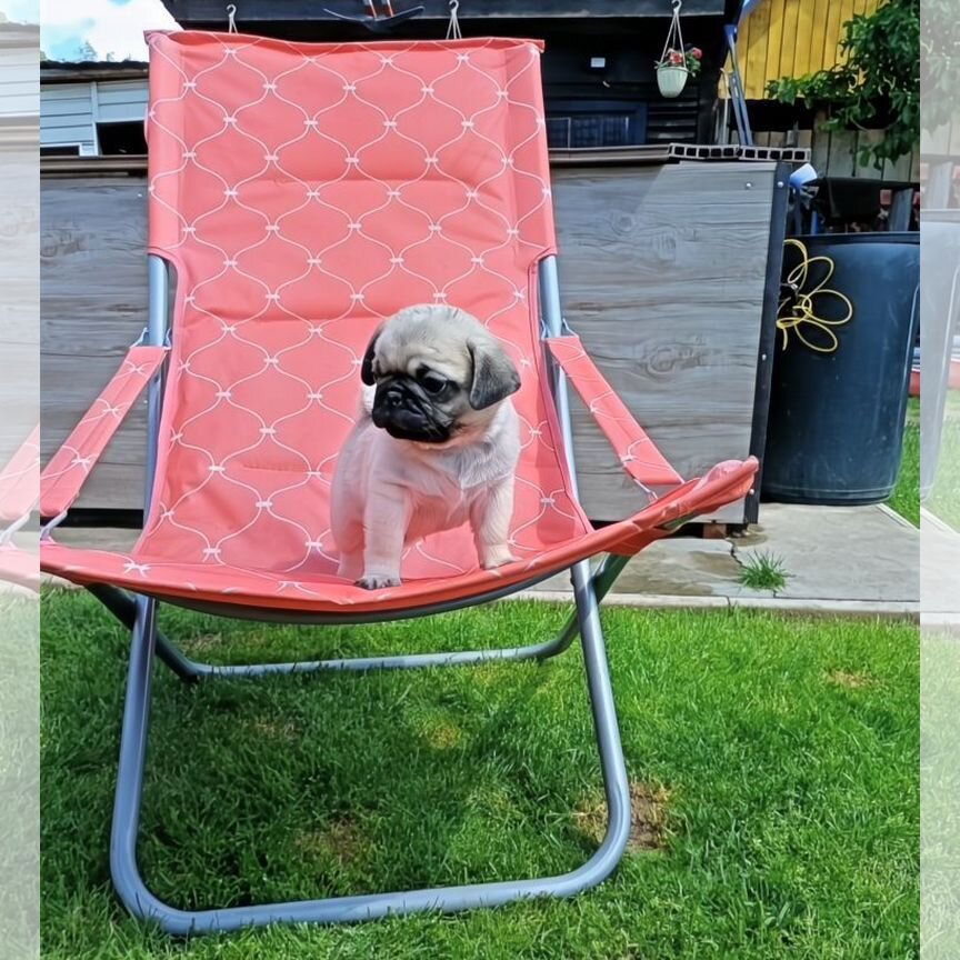 Мопс, щенок