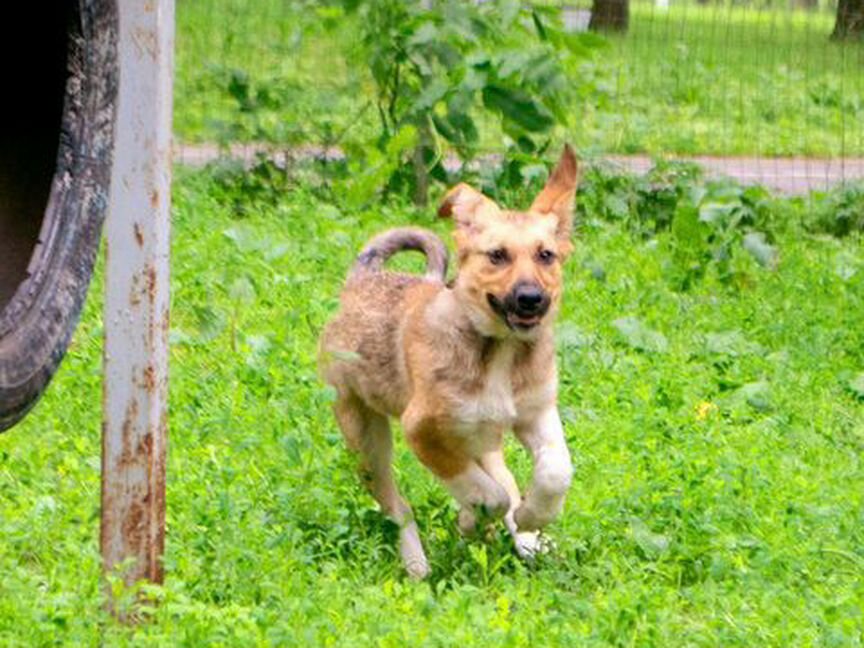 Метис овчарки бесплатно