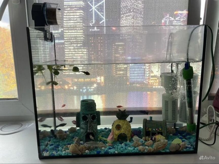 Аквариумные рыбки