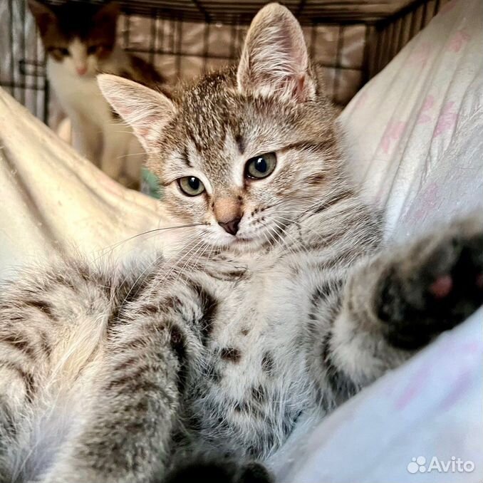 Котенок полосатая девочка Куки в добрые руки