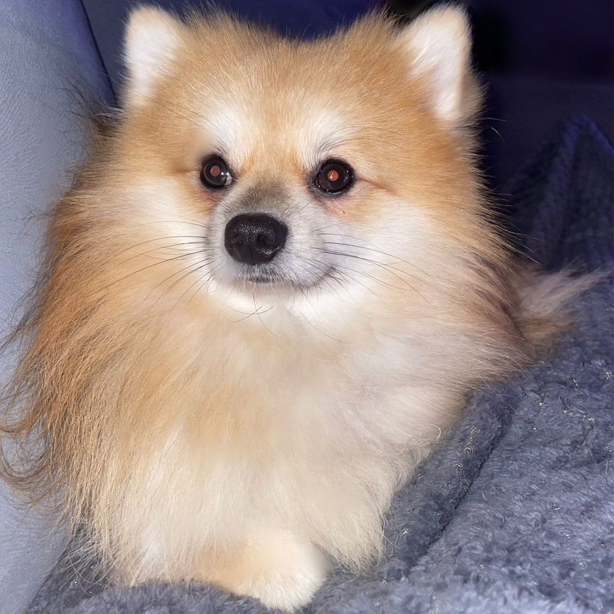 Померанский шпиц