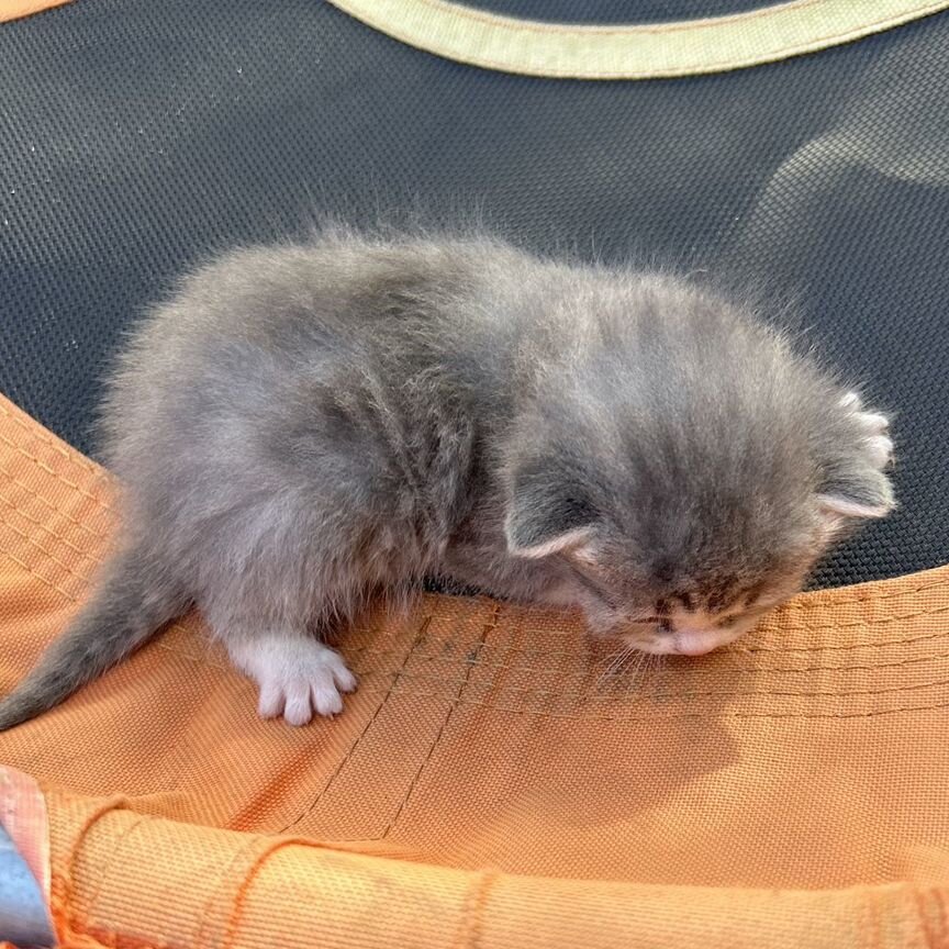 Котёнок в добрые руки