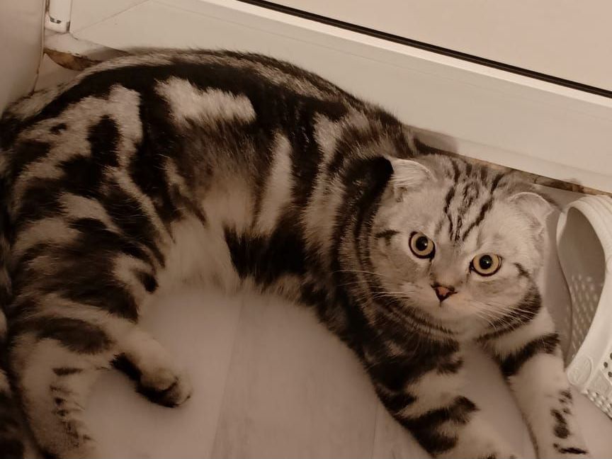 Шотландский кот на вязку