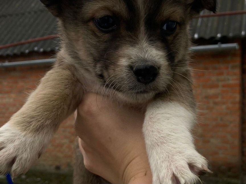 Собака в добрые руки отдам бесплатно