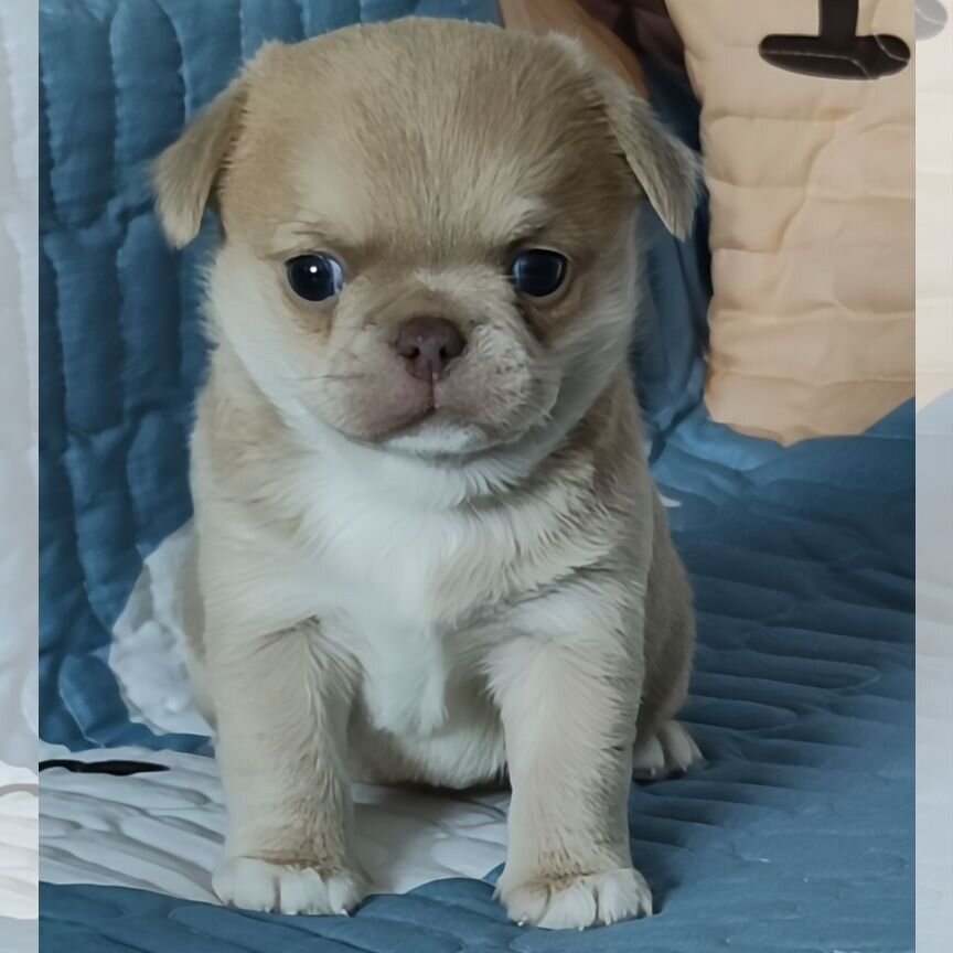 Чихуахуа, щенок