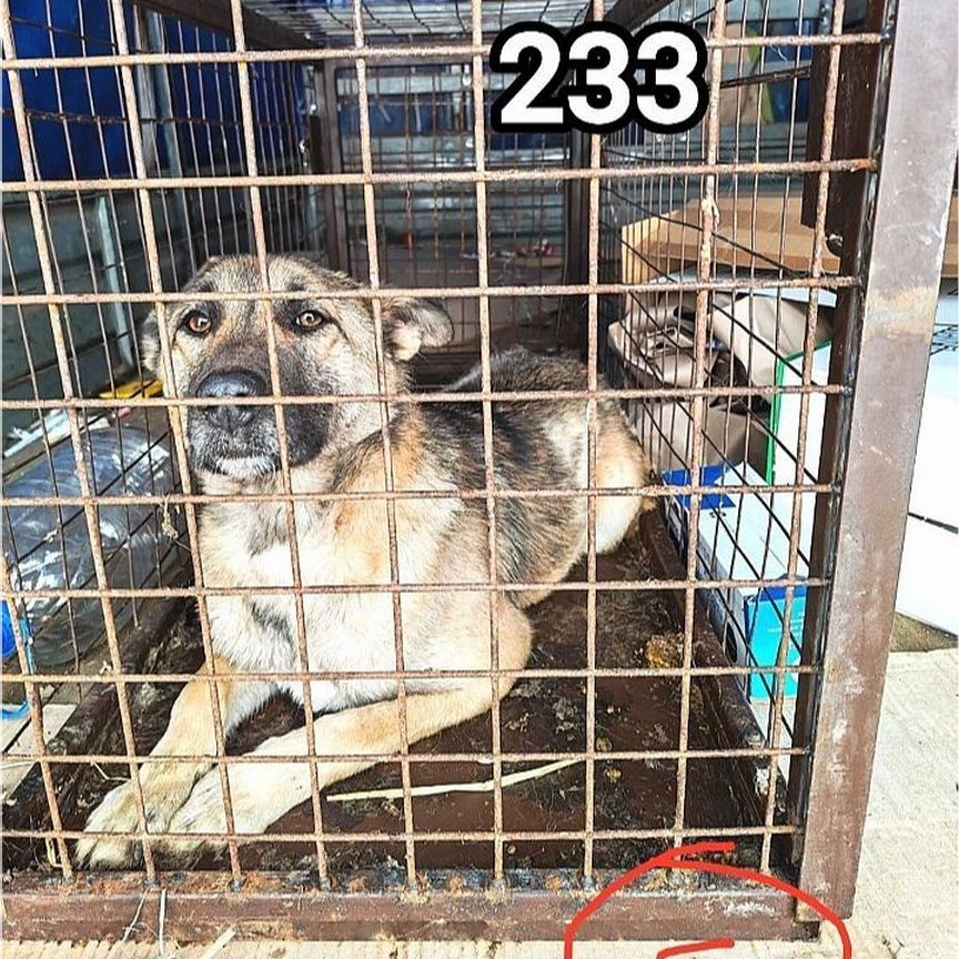 Взрослая собака в добрые руки