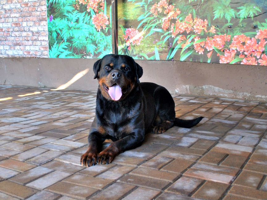 Сука ротвейлера
