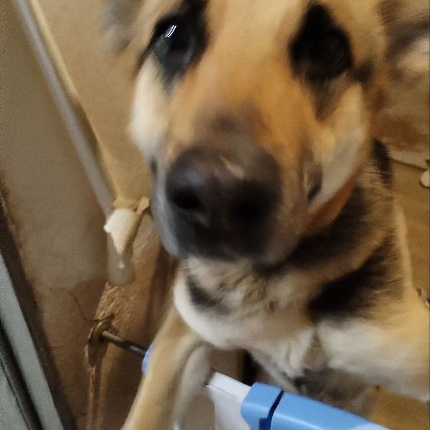 Немецкая овчарка в добрые руки