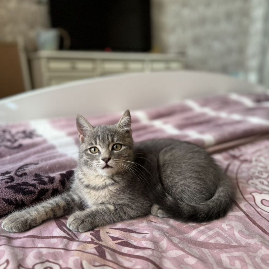 Отдаю в добрые руки котят