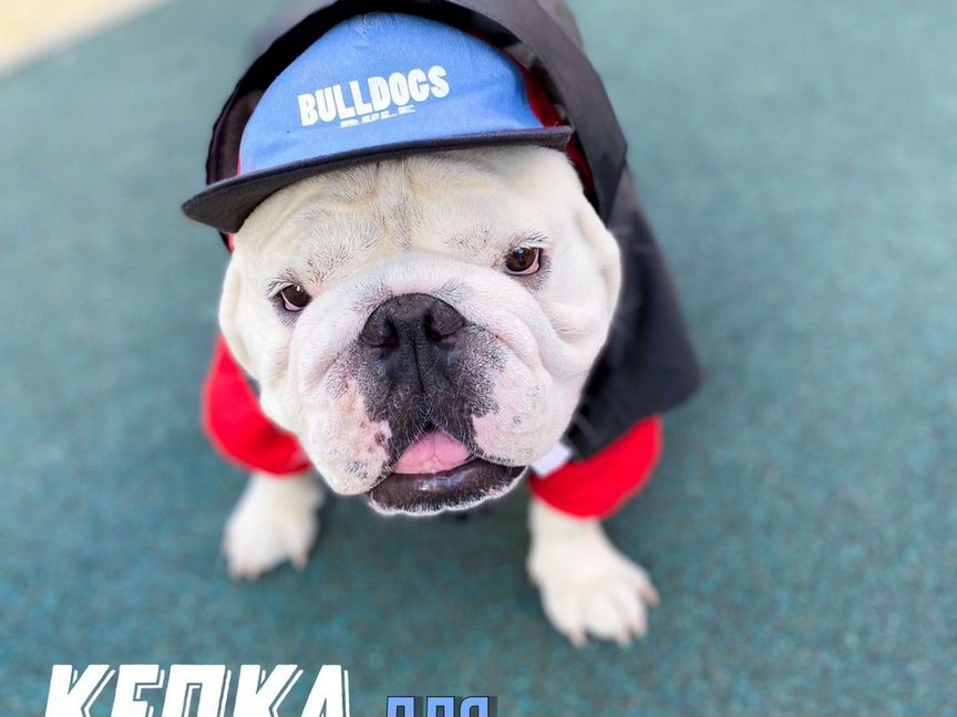 Кепка для Бульдога одежда для собак