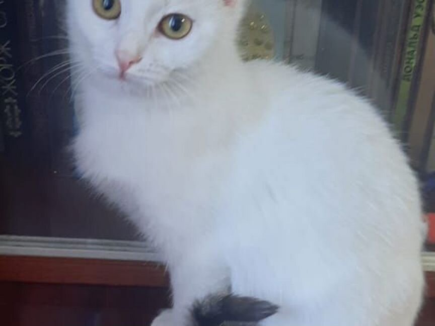 Котёнок Белка