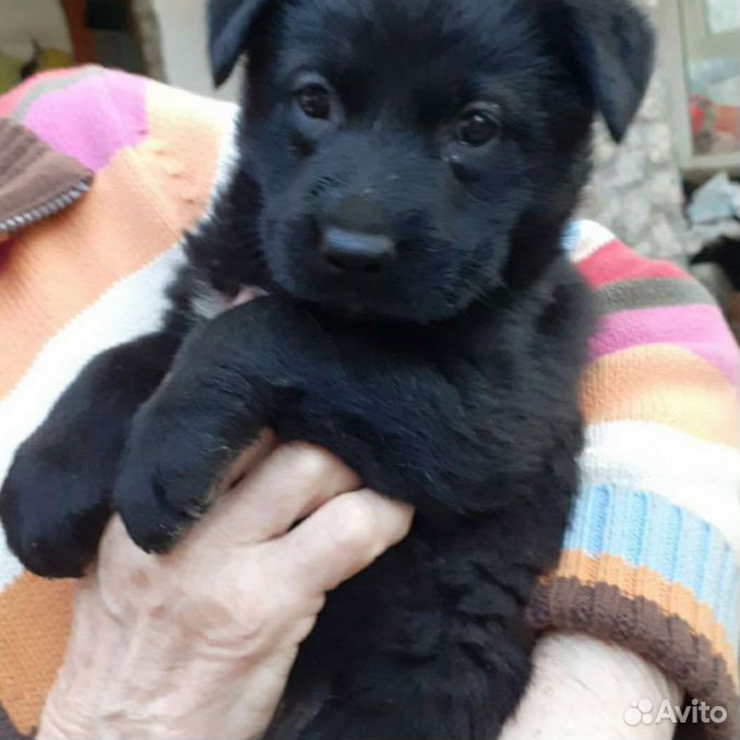 Щенок графиня Вишенка