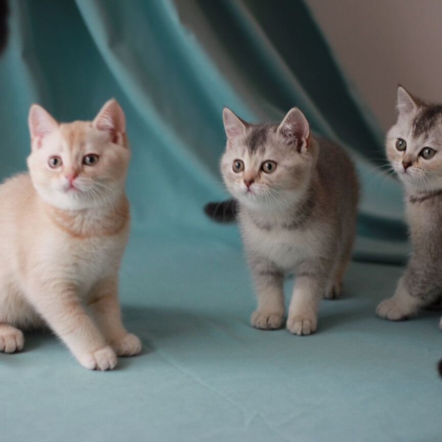Шотландские прямоухие котята