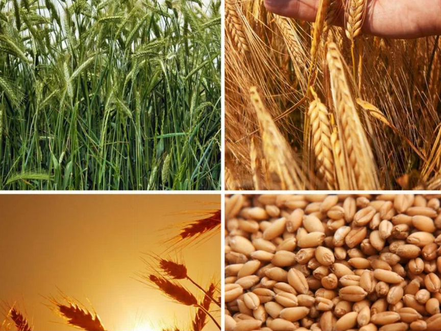 Зерно пшеница