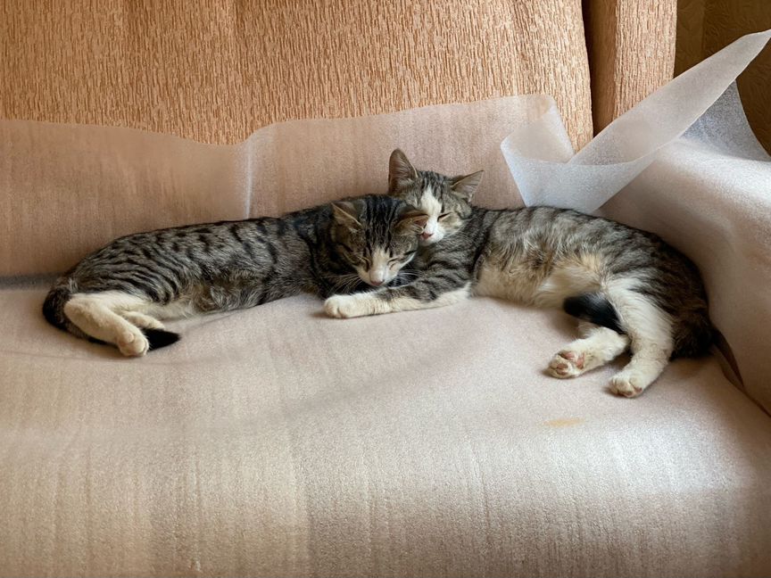 Котята в хорошие руки