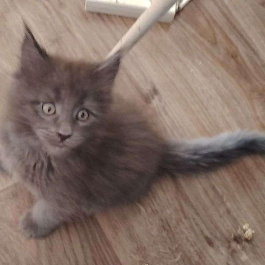 Мейн-кун котёнок