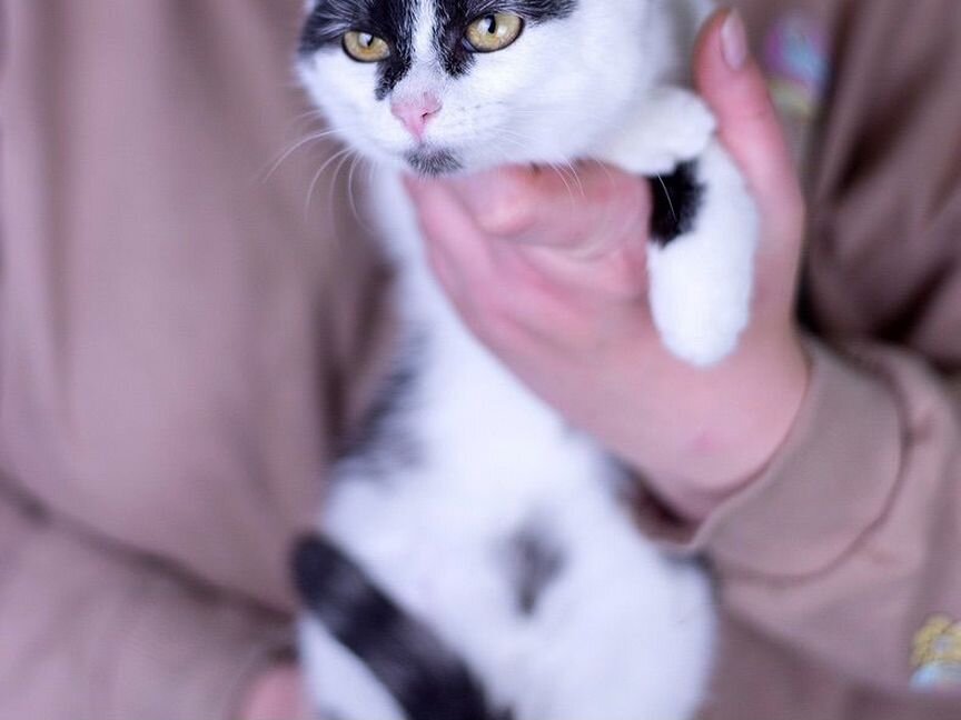 Котенок Ника ищет дом