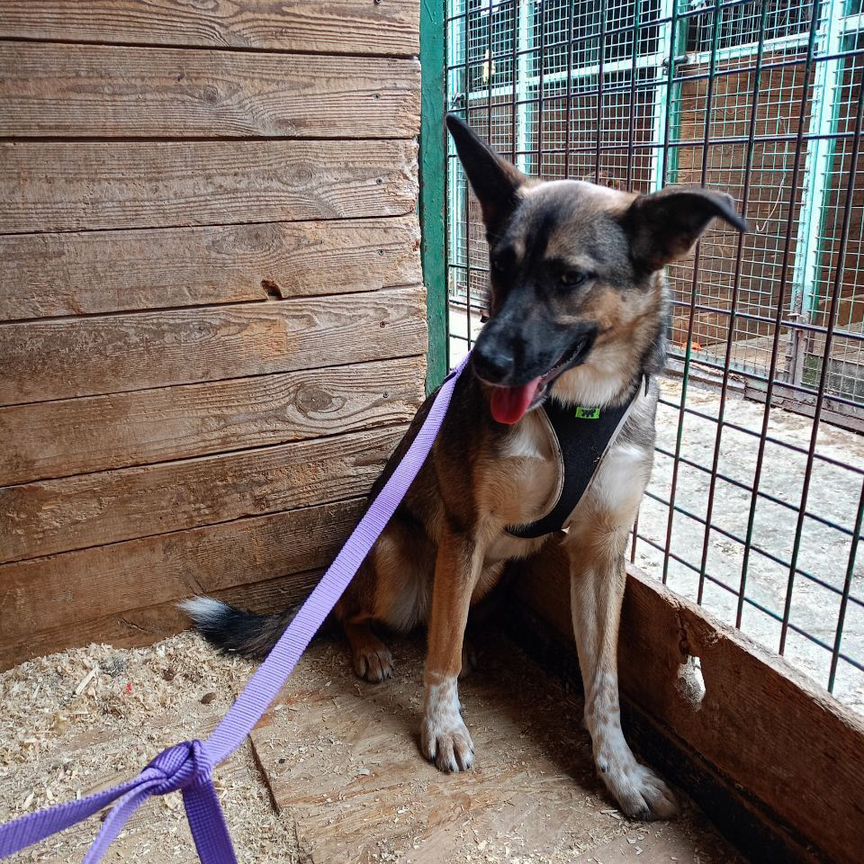 Собака из приюта