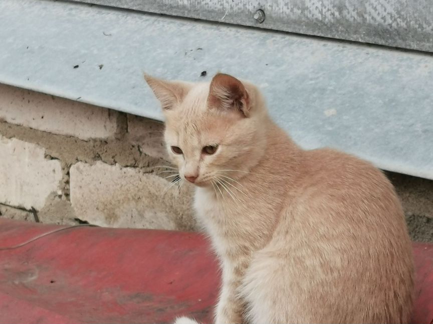 Котенок в добрые руки