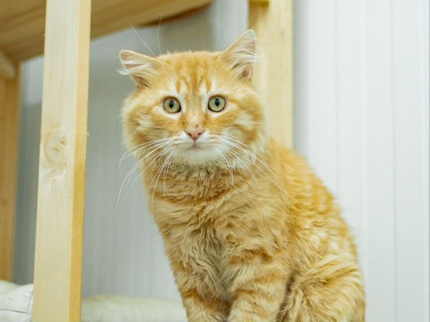 Кот в добрые руки